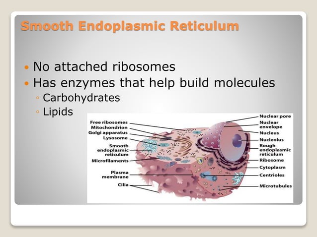 ENDOPLASMIC RETICULUM | PPT