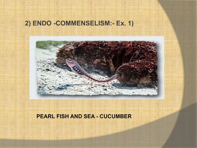 Ecological relationship .ppt | Biological Sciences | Science