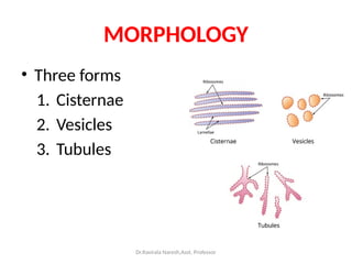 ENDOPLASMIC RETICULUM STRUCTURE AND FUNCTIONS | PPT