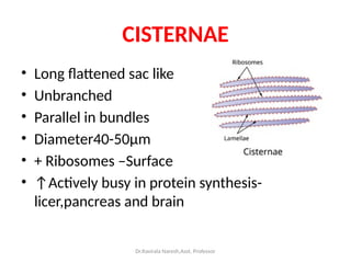 ENDOPLASMIC RETICULUM STRUCTURE AND FUNCTIONS | PPT