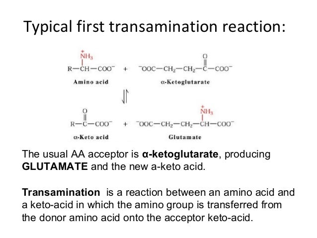 Biochemistry _ amino acid oxidation