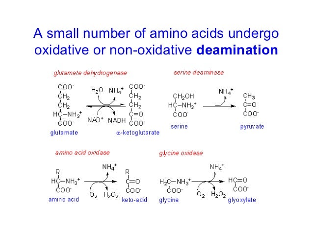 Biochemistry _ amino acid oxidation