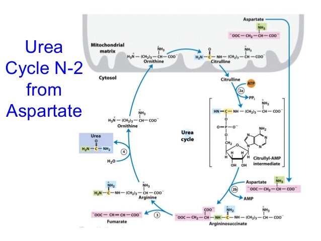 Biochemistry _ amino acid oxidation