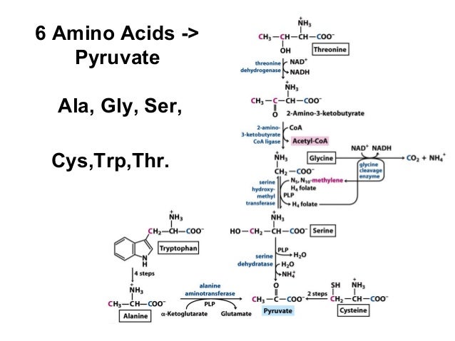 Biochemistry _ amino acid oxidation
