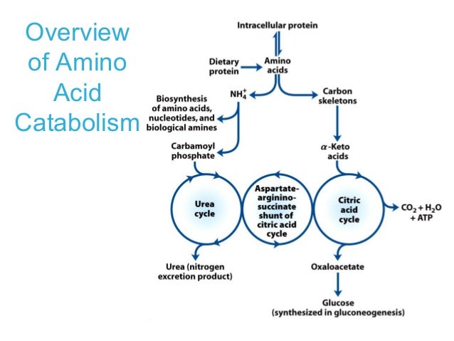 Biochemistry _ amino acid oxidation
