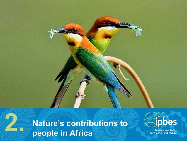 Nature’s Contribution to People: The Africa Regional Assessment of ...