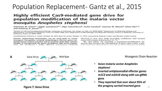 Bacterial Adaptive immunity, Gene drives and the genetic control of Malaria | PPTX | Infectious ...