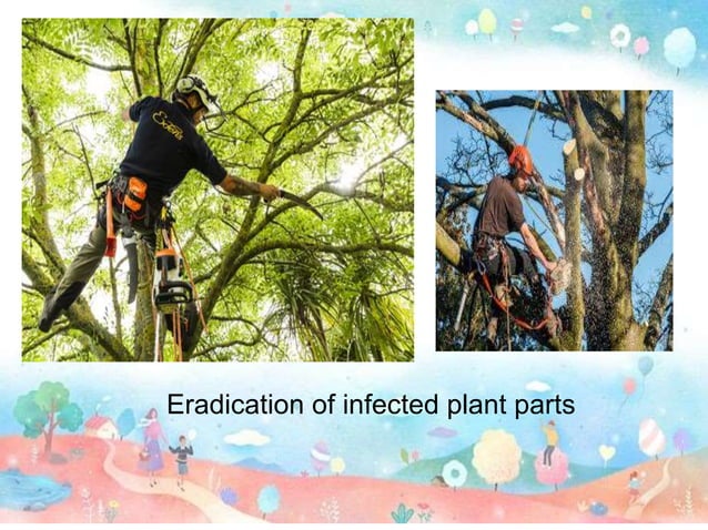 PRINCIPLES OF PLANT DISEASE MANAGEMENT AN OVERVIEW ON ERADICATION | PPTX