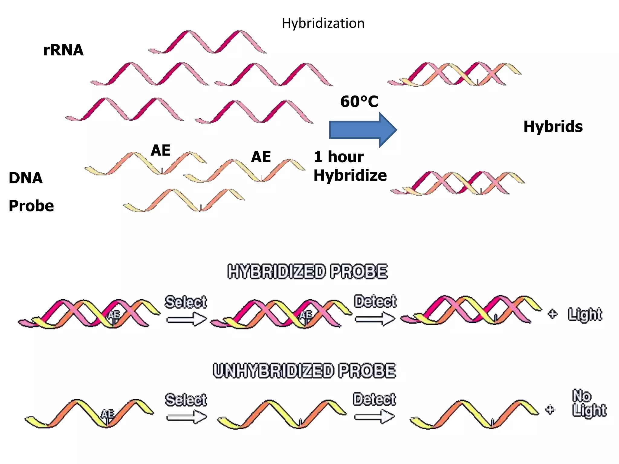 chlamydia nucleic acid amplification tests | PPTX