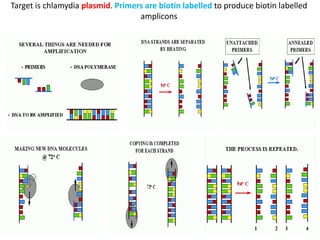 chlamydia nucleic acid amplification tests | PPTX