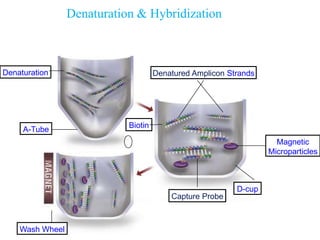 chlamydia nucleic acid amplification tests | PPTX