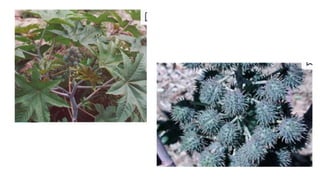 Eranda.pptx dravya guna ayurveda presentation | PPTX