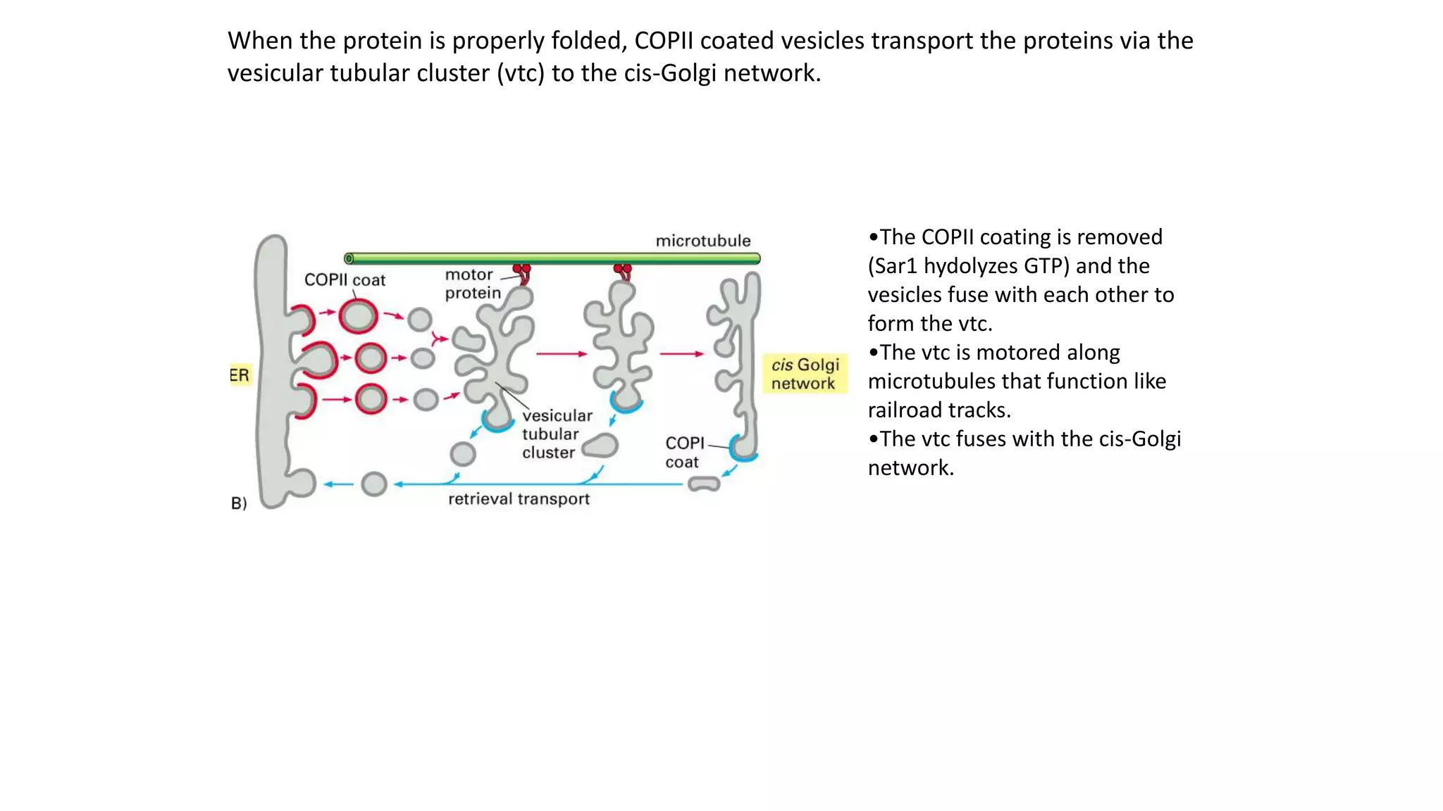 cell organelles- Endoplasmic reticulum and Golgi bodies | PPTX