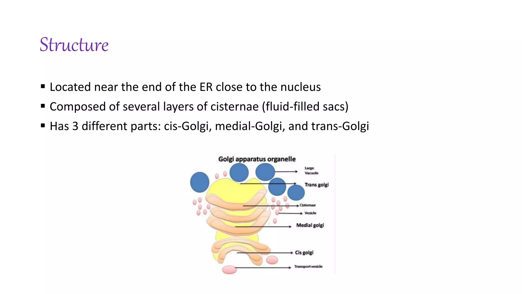 cell organelles- Endoplasmic reticulum and Golgi bodies | PPTX