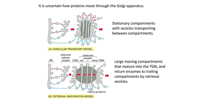 cell organelles- Endoplasmic reticulum and Golgi bodies | PPT