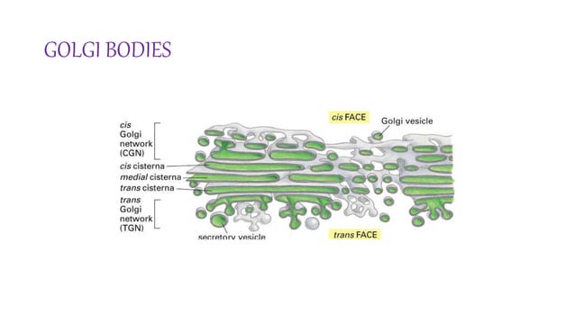cell organelles- Endoplasmic reticulum and Golgi bodies | PPT
