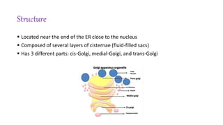 cell organelles- Endoplasmic reticulum and Golgi bodies | PPTX