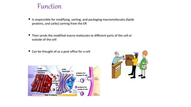 cell organelles- Endoplasmic reticulum and Golgi bodies | PPT | Free ...