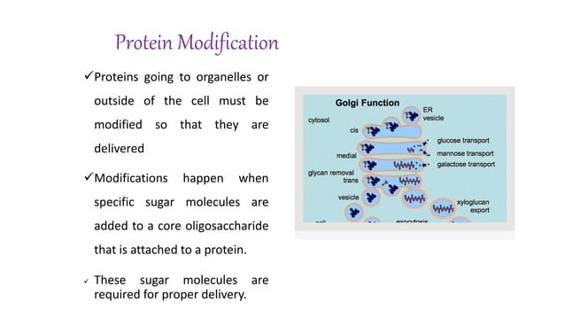 cell organelles- Endoplasmic reticulum and Golgi bodies | PPT