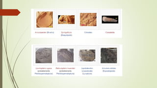Eras geologicas | PPTX