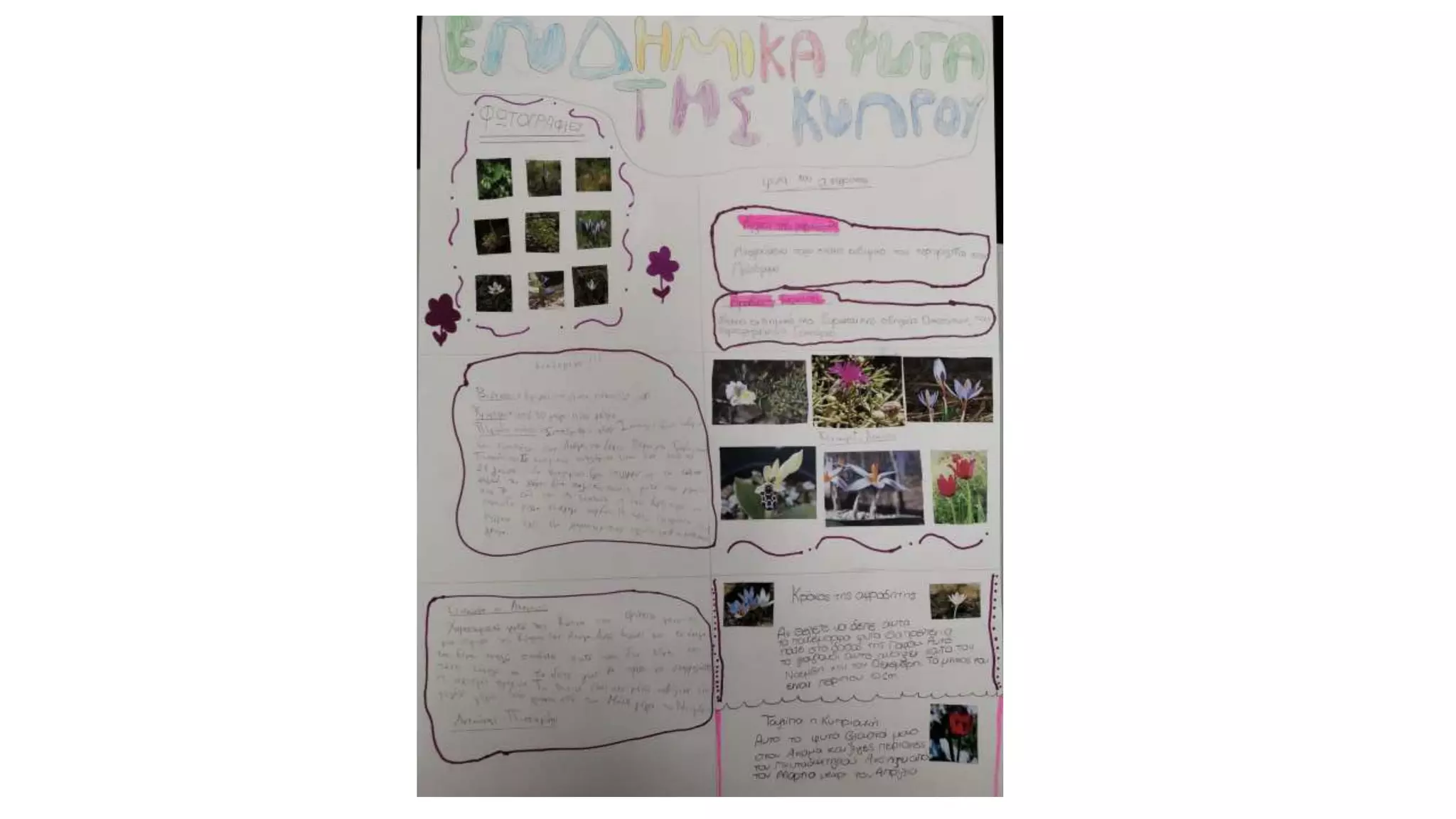 NATIVE PLANTS AND ANIMALS OF CYPRUS | PPTX