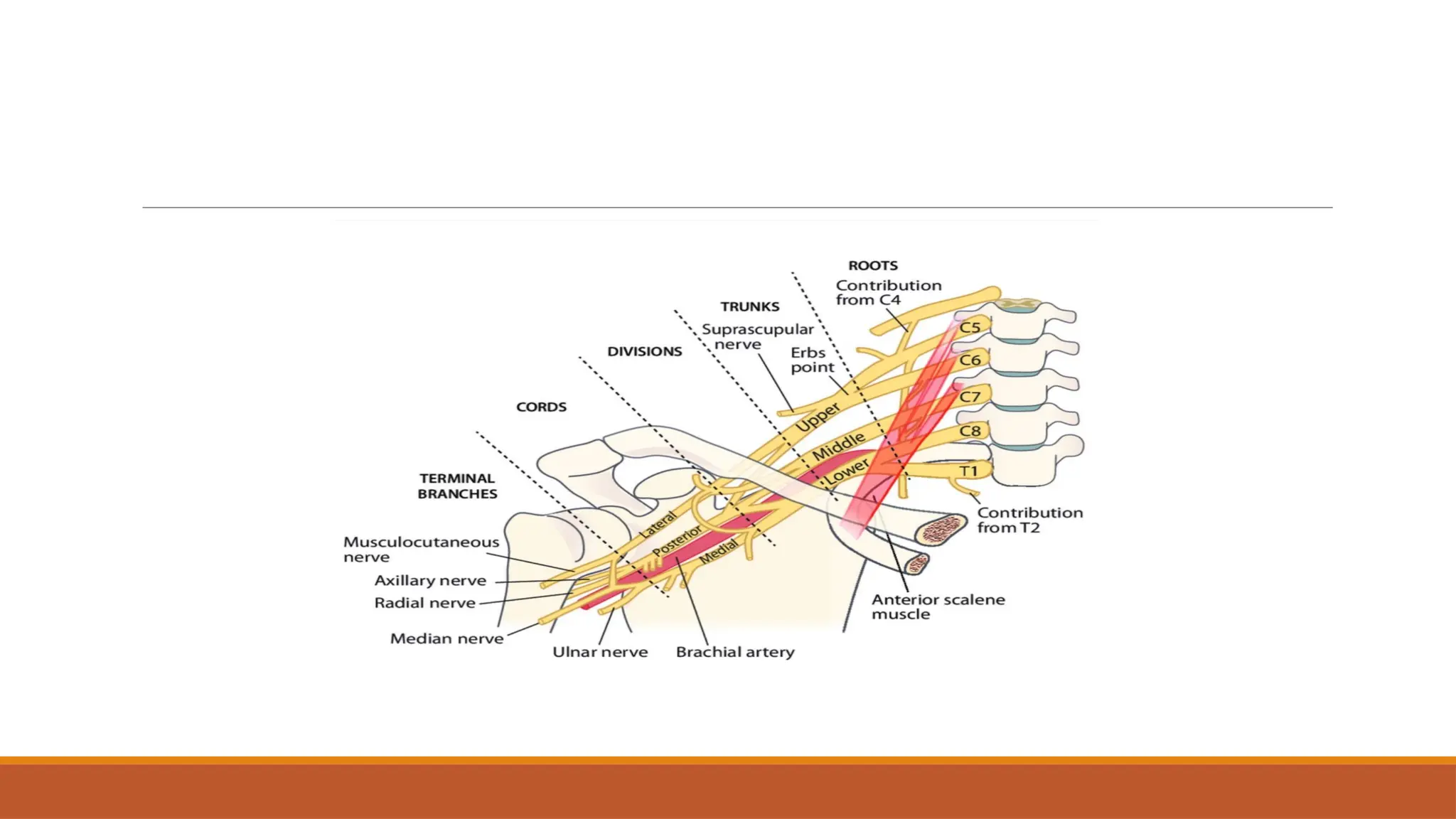 Important details on ERB’S PALSY with outline | PPTX