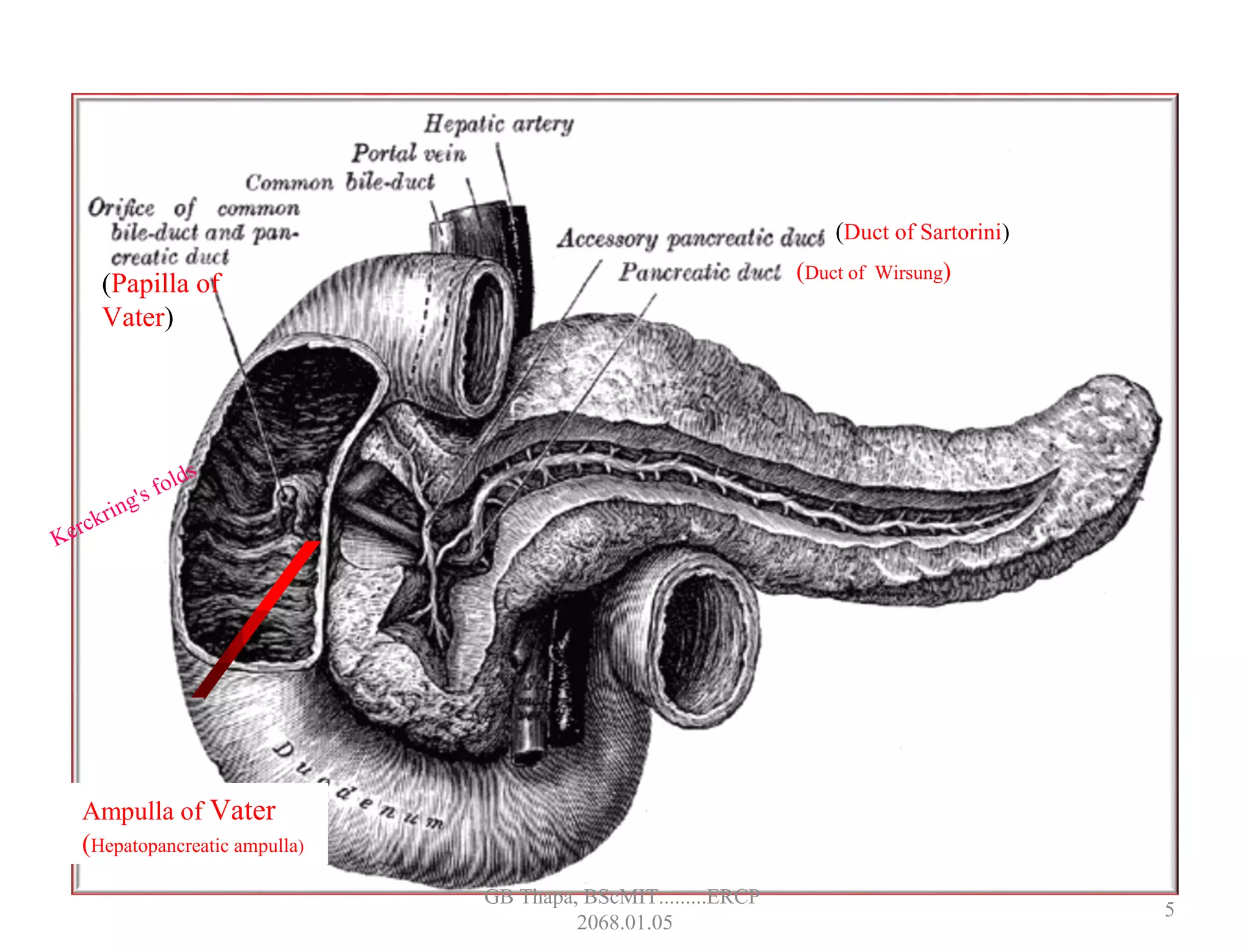ERCP PROCEDURE | PPT