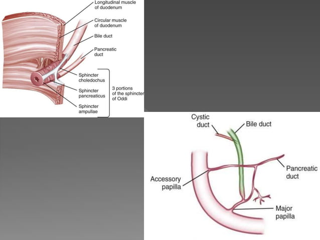Ercp- for Beginners | PPTX