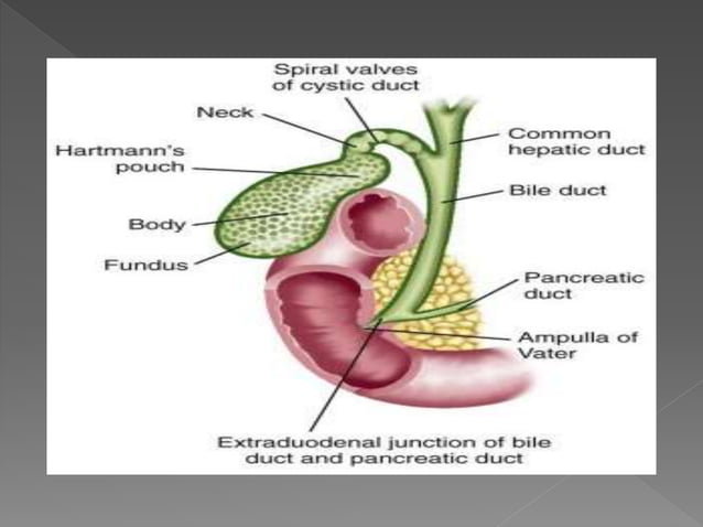 Ercp- for Beginners | PPTX