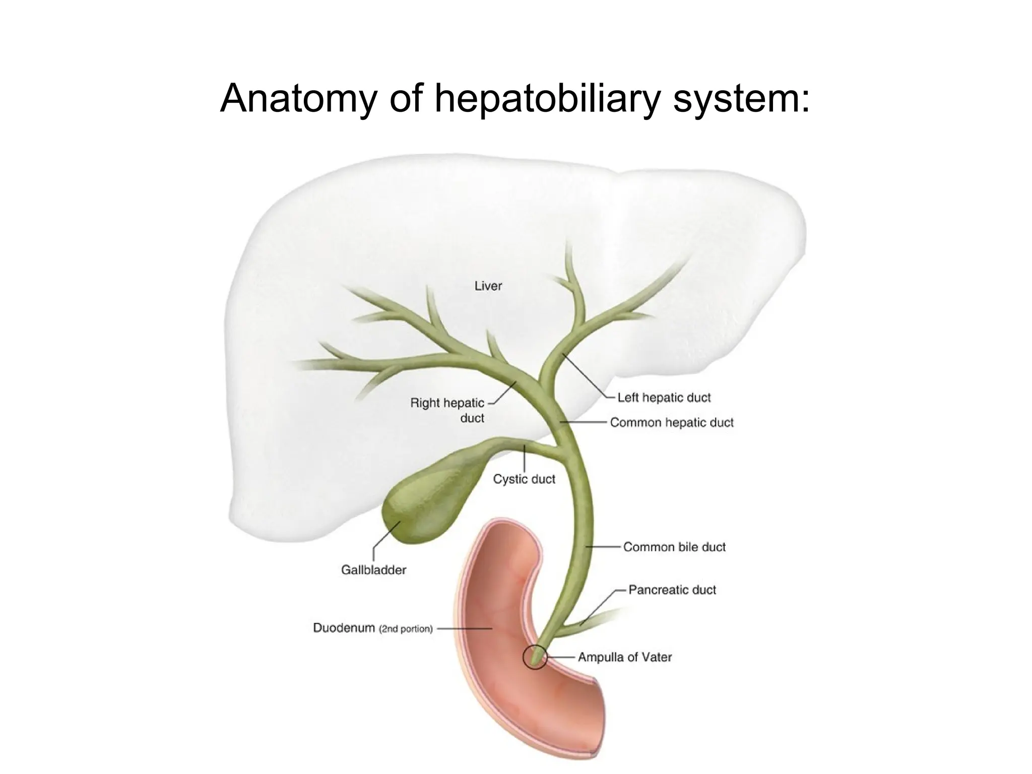 Endoscopic Retrograde Cholangiopancreatography .pptx