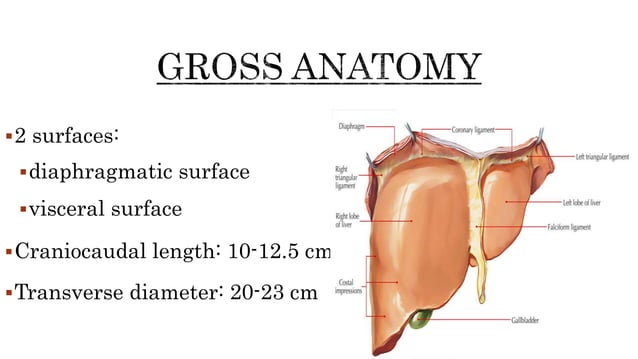 (ERCP) Cholangiopancreatography Bile ducts procedure | PPTX | Digestive Disorders | Diseases and ...