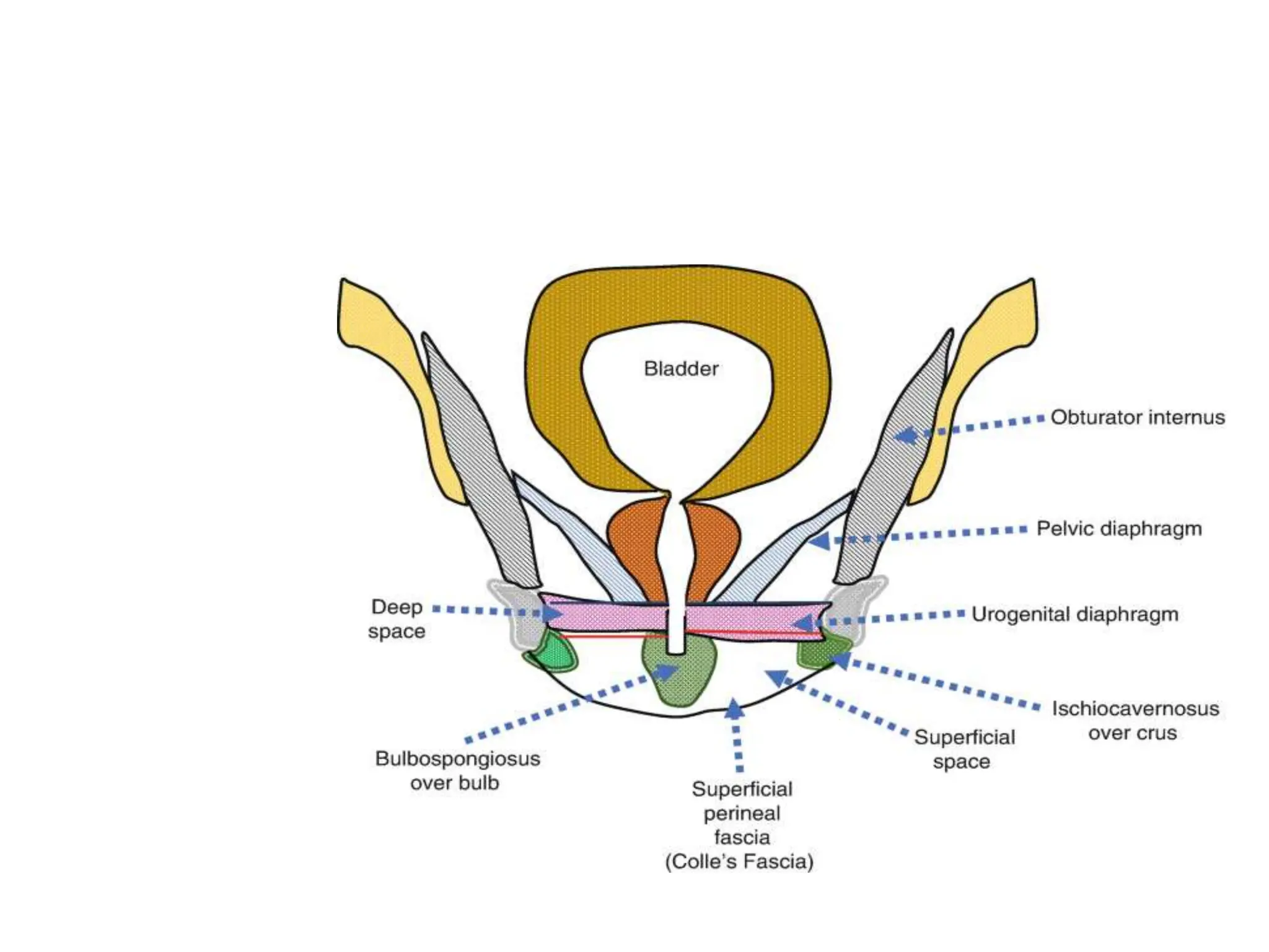 ERD BLOCK PRACTICAL ANATOMY2023 (2).pptx