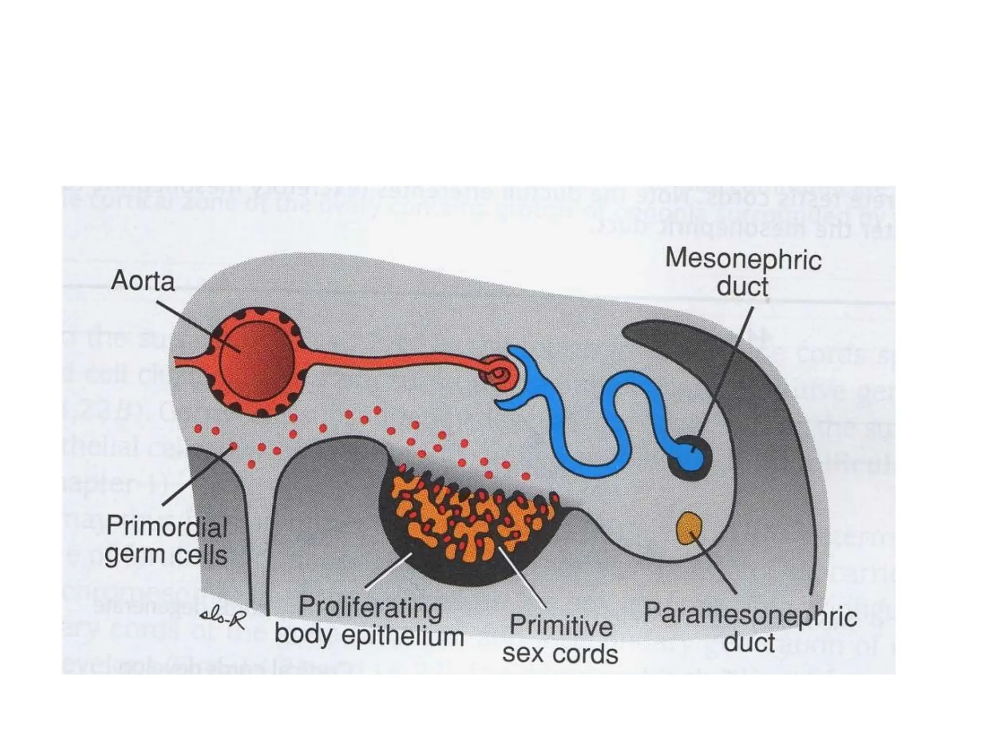 ERD BLOCK PRACTICAL ANATOMY2023 (2).pptx