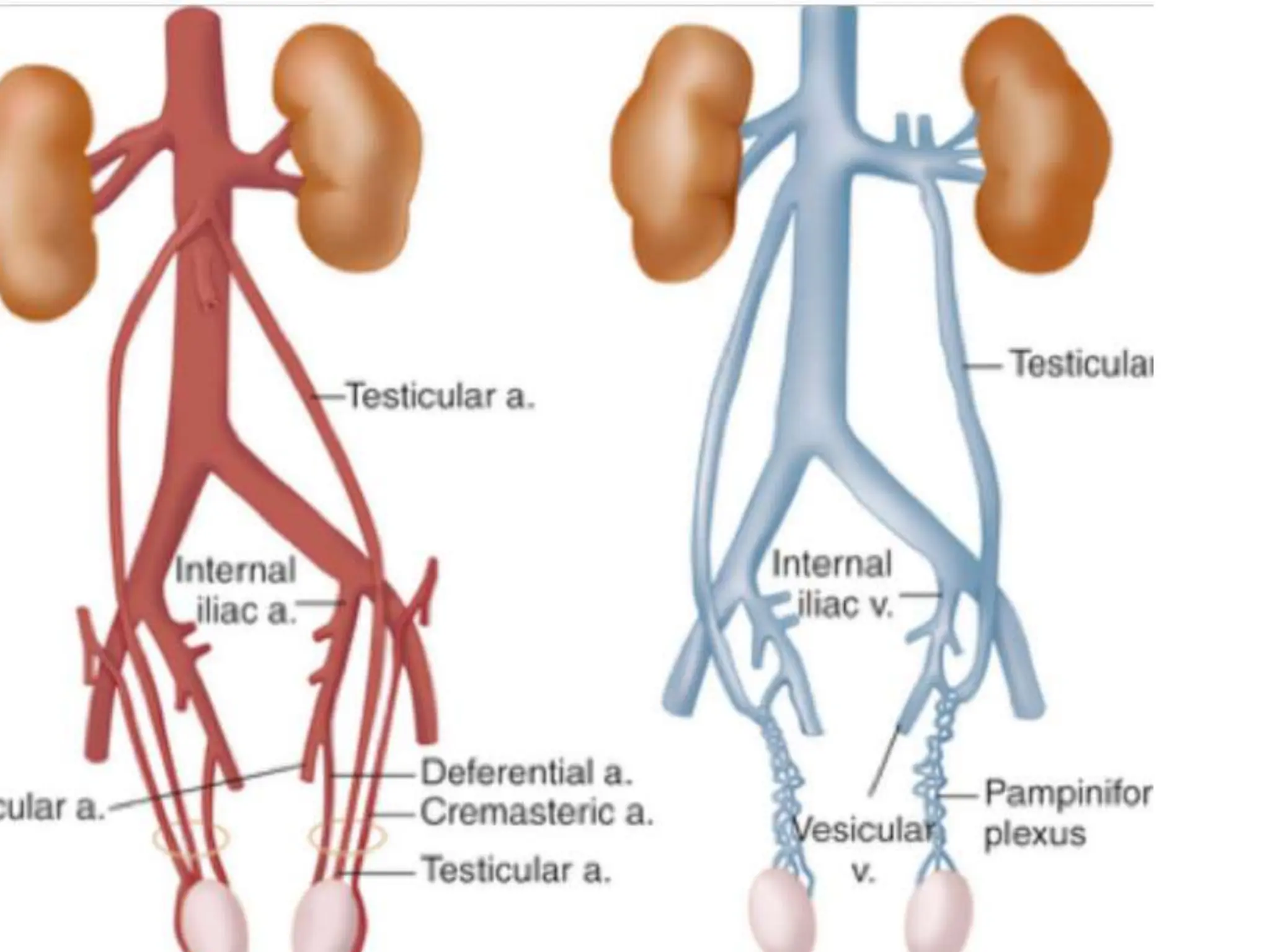 ERD BLOCK PRACTICAL ANATOMY2023 (2).pptx