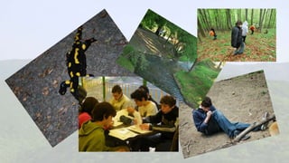 Erdei iskola modern eszközökkel | PPTX