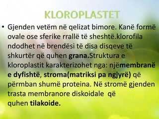 Biologji - Qeliza,Struktura Dhe Funksioni I Saj | PPTX