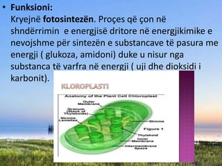 Biologji - Qeliza,Struktura Dhe Funksioni I Saj | PPTX