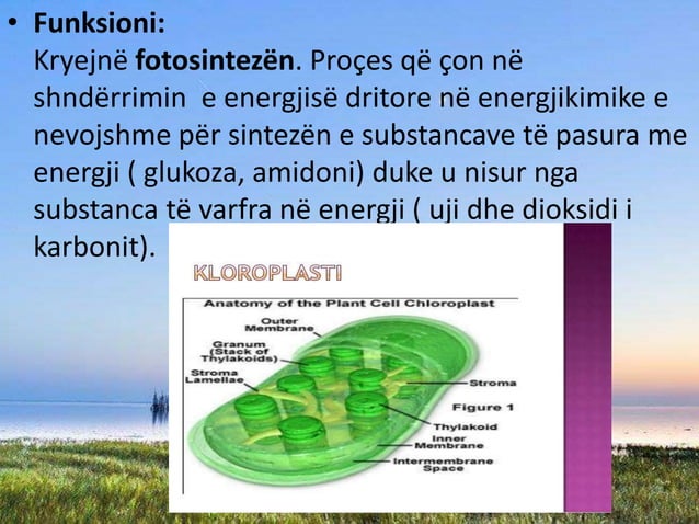 Biologji - Qeliza,Struktura Dhe Funksioni I Saj | PPTX