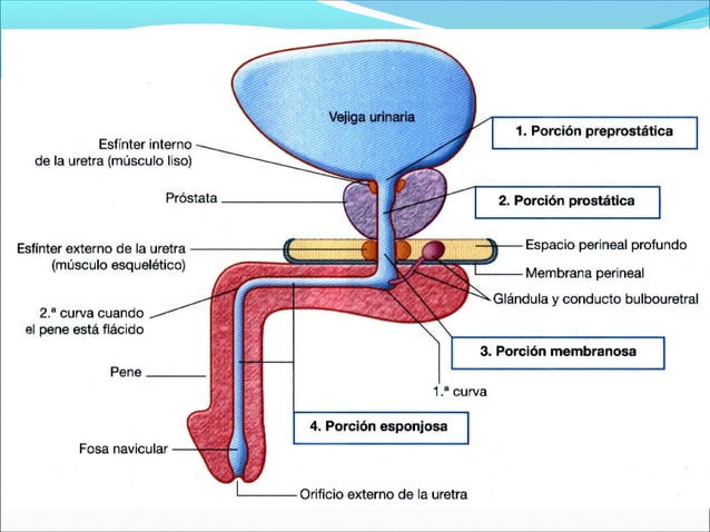 Erección y eyaculación del sistema reproductor masculino