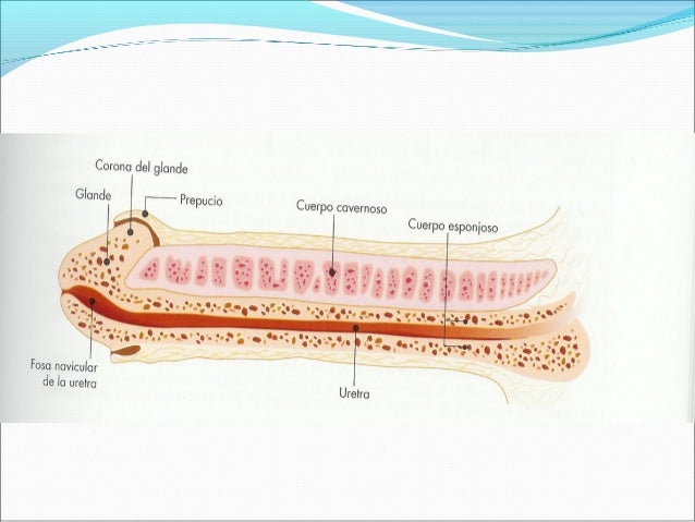 Erección y eyaculación del sistema reproductor masculino