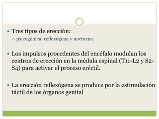 Ereccion en el aparato reproductor masculino | PDF