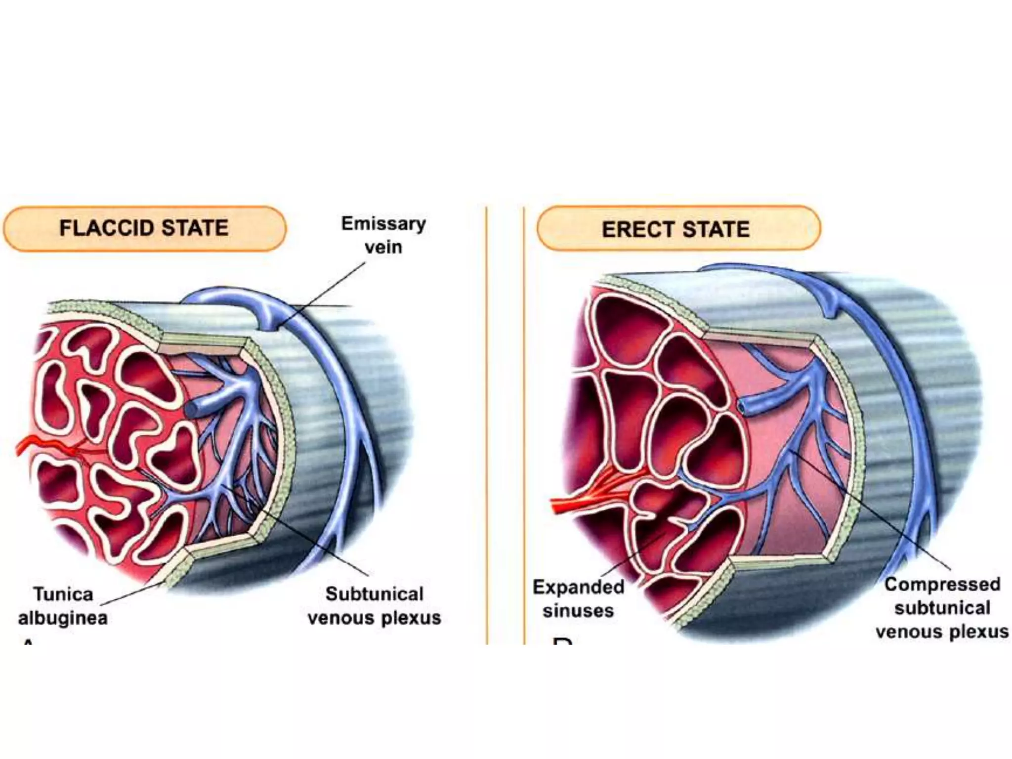 Erectile dysfunction - causes and diagnosis | PPTX