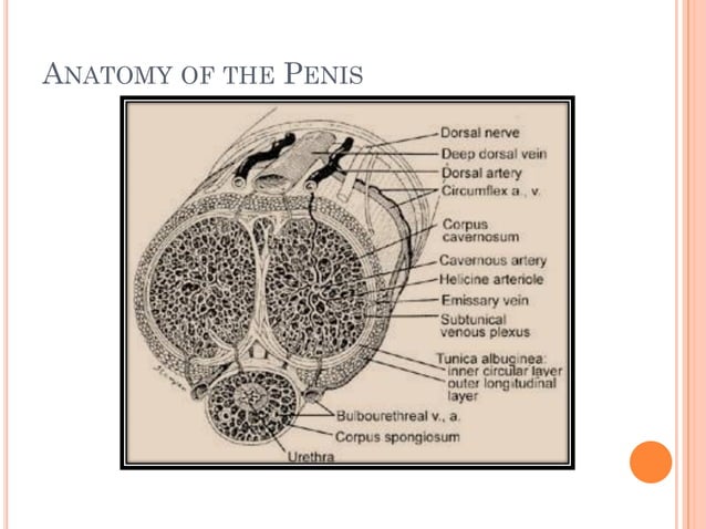 Erectile Dysfunction Treatment Information By Premier Mens Medical