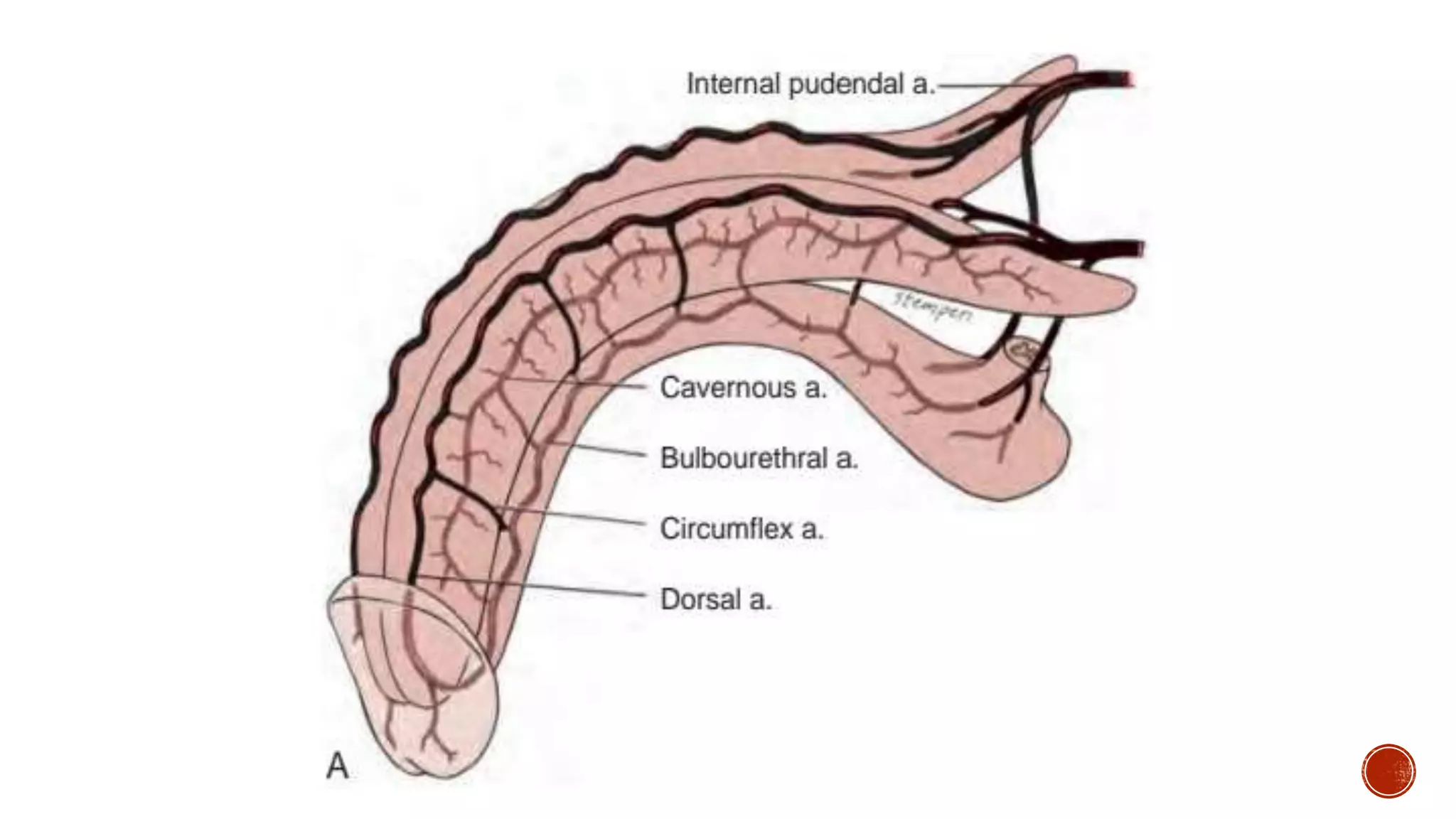 ERECTILE DYSFUNCTION ppt - Copy - Copy.pptx