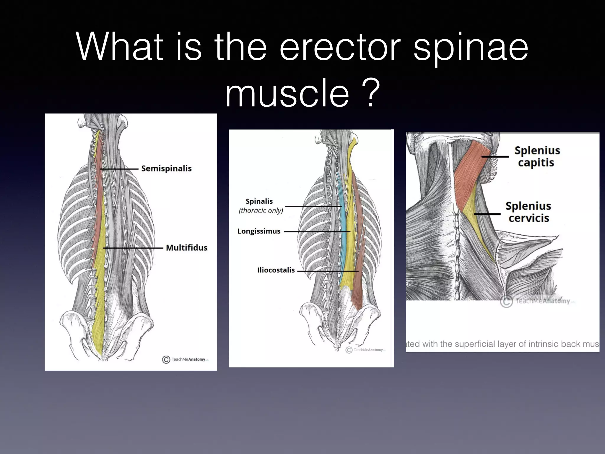 Erector spinae block 2 | PDF