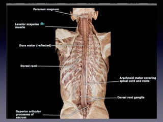Erector Spinae Muscles Cadaver