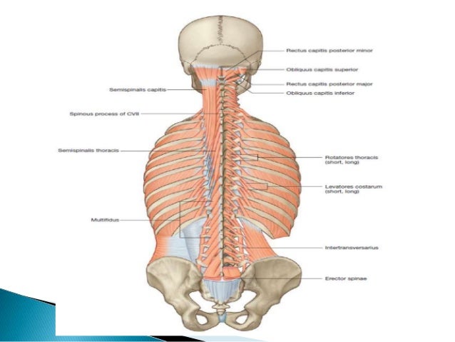 Erector spinae plane block for pain management