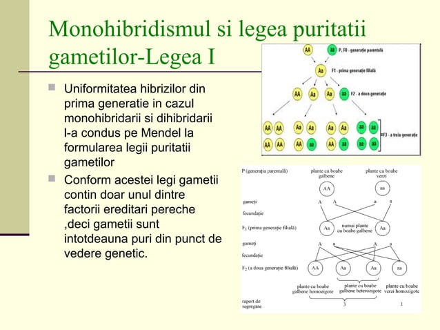 Ereditatea si variabilitatea_lumii_vii | PPT