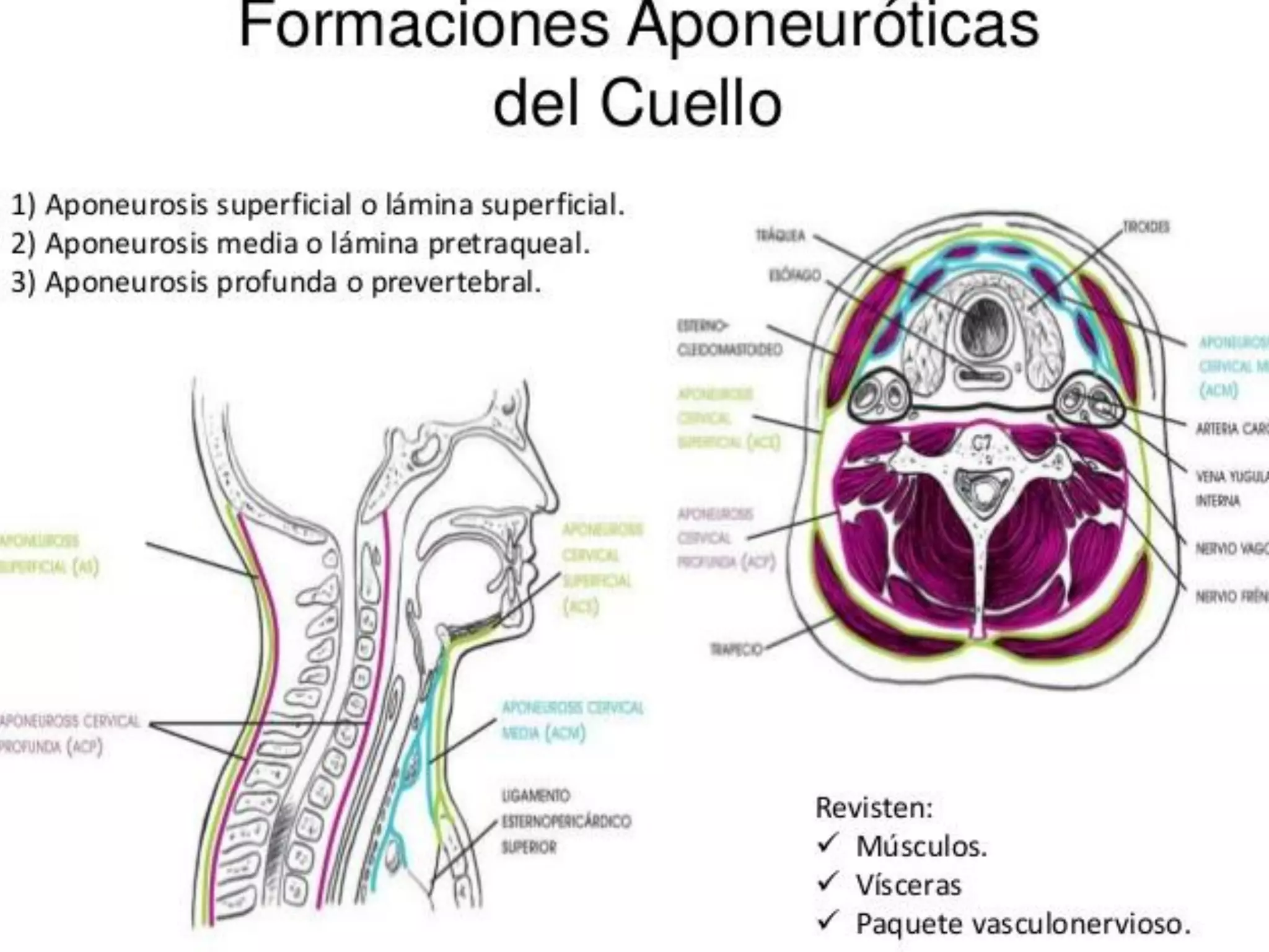 ANATOMIA DE CORTE - region supra e infra | PDF