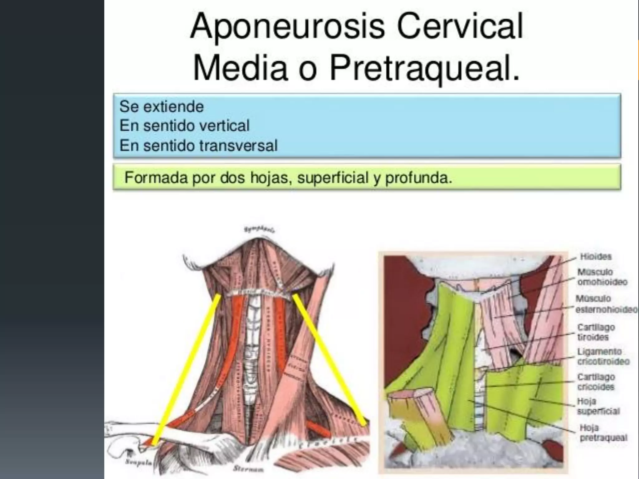 ANATOMIA DE CORTE - region supra e infra | PDF
